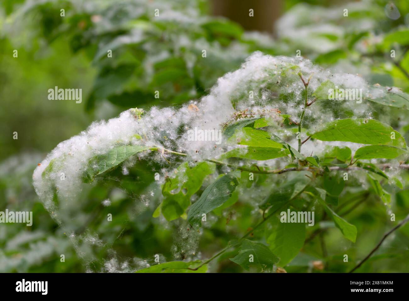 Lots of poplar fluff in the forest. Allergy. Populus, aspen, cottonwood ...