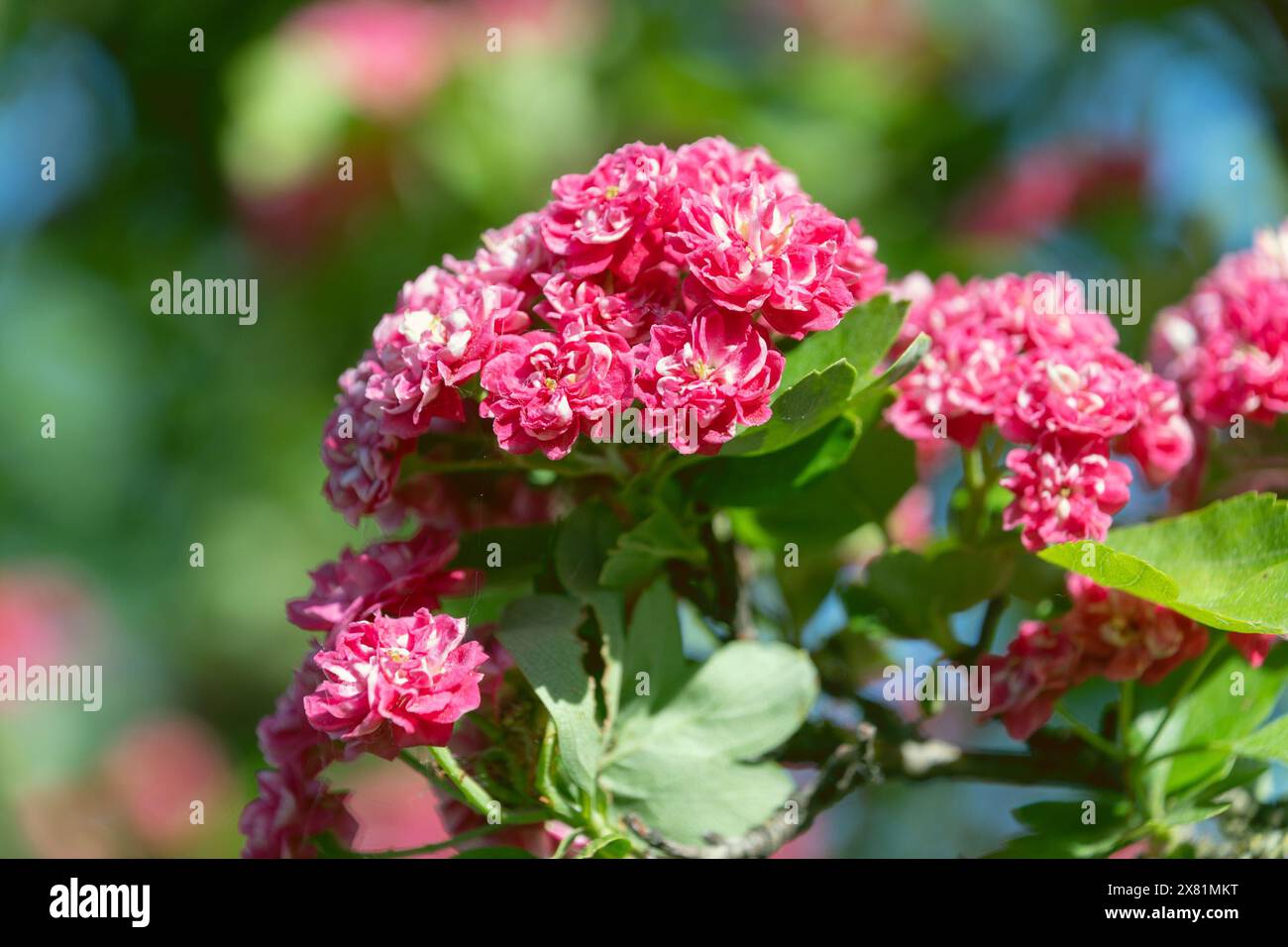Beautiful pink flowers of Crataegus laevigata, close-up. Spring bloom ...