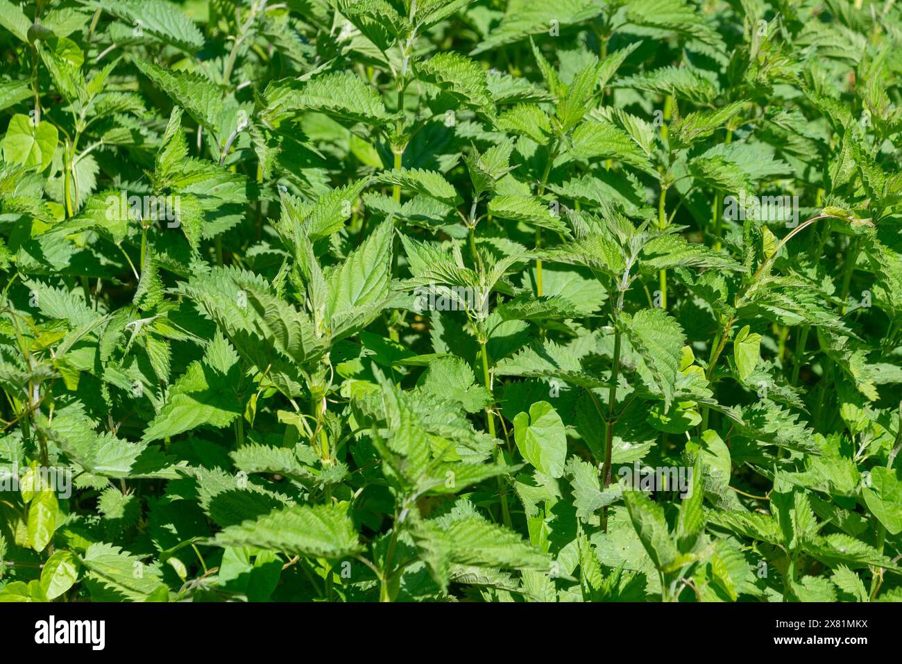 Green thickets of nettles. Plant background. Urtica dioica. common ...