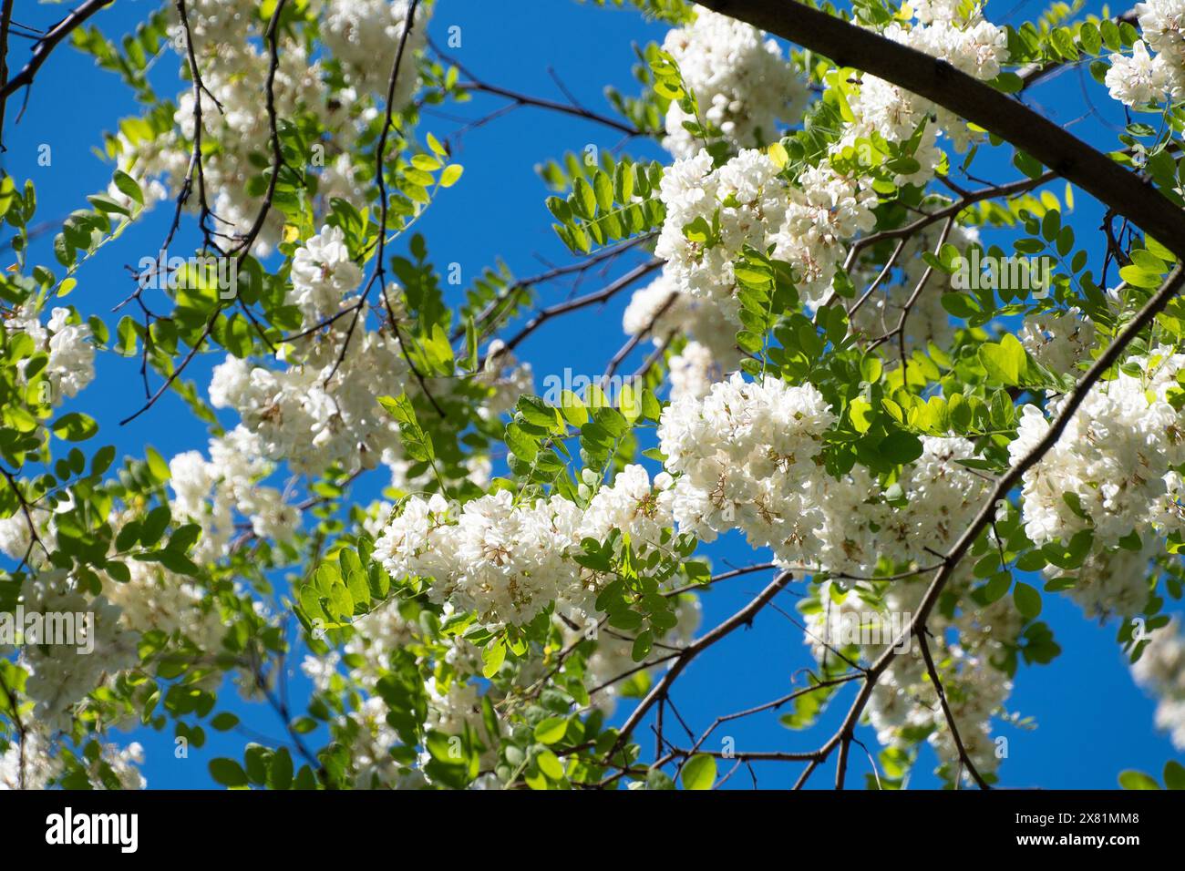 White flowers of Robinia pseudoacacia. Spring bloom. false acacia ...