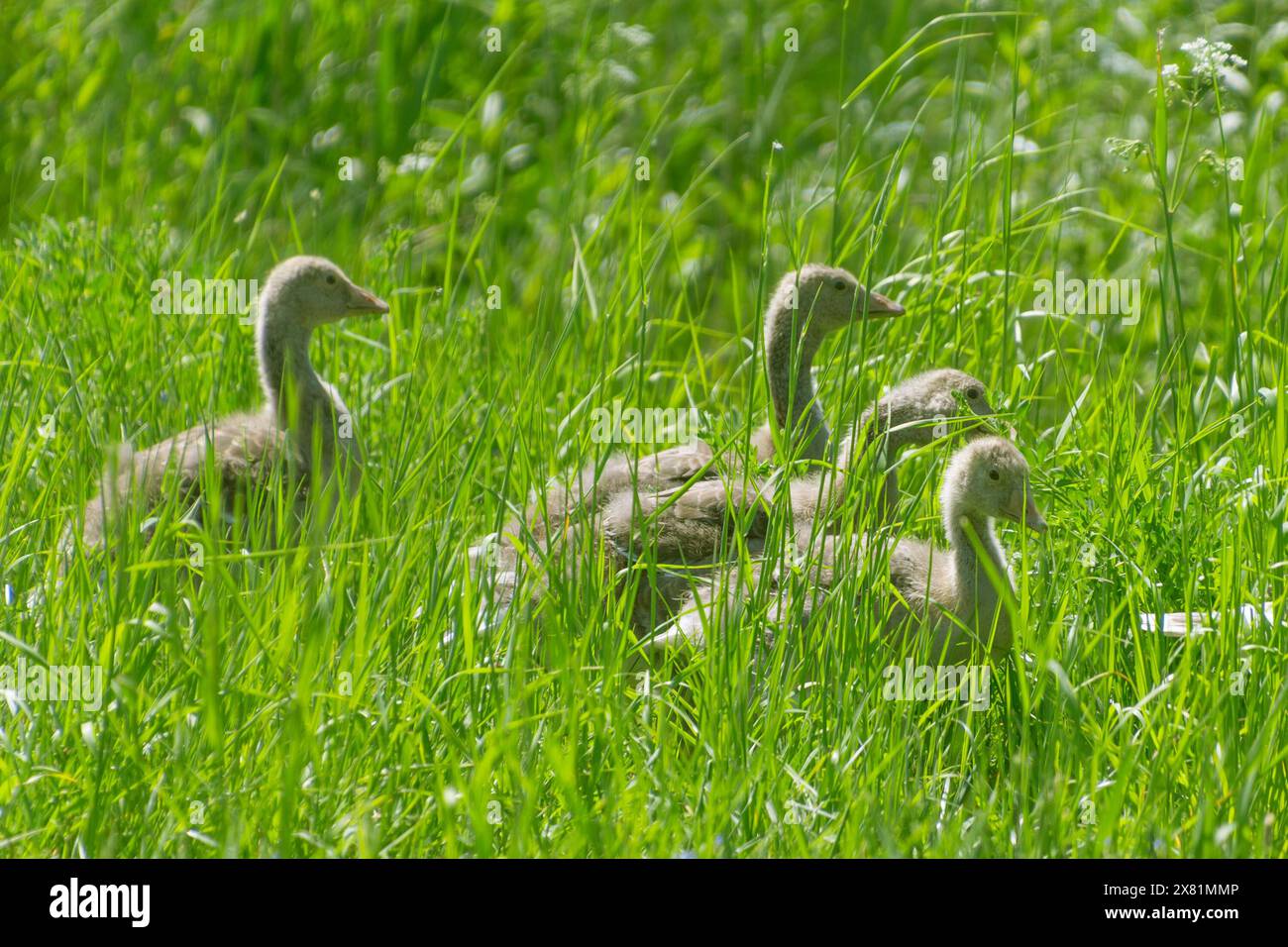 Greylag goose goslings are hiding in the green grass. Anser anser Stock ...