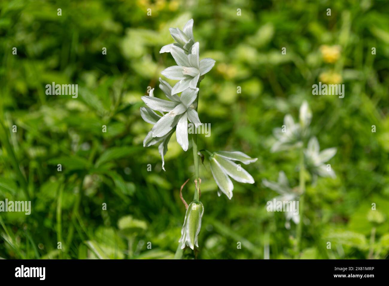 White Ornithogalum nutans flower in a meadow, close-up. drooping star ...