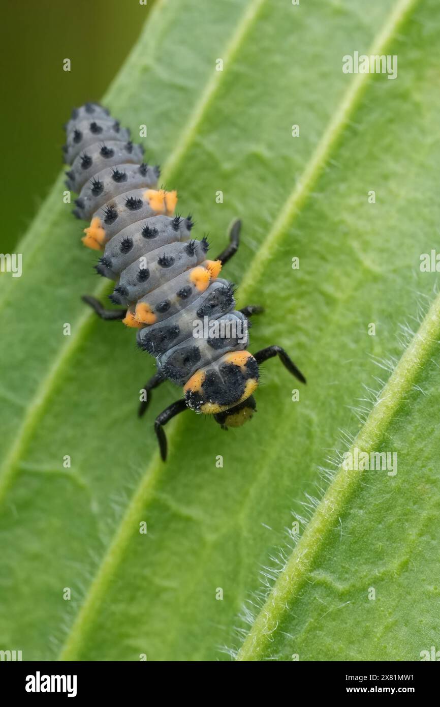 Closeup on the grey to blue larvae of the seven-spot ladybird ...