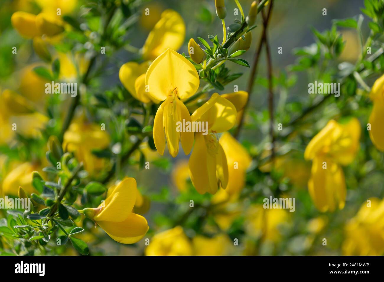 Yellow flowers of Cytisus scoparius (Sarothamnus scoparius). the common ...