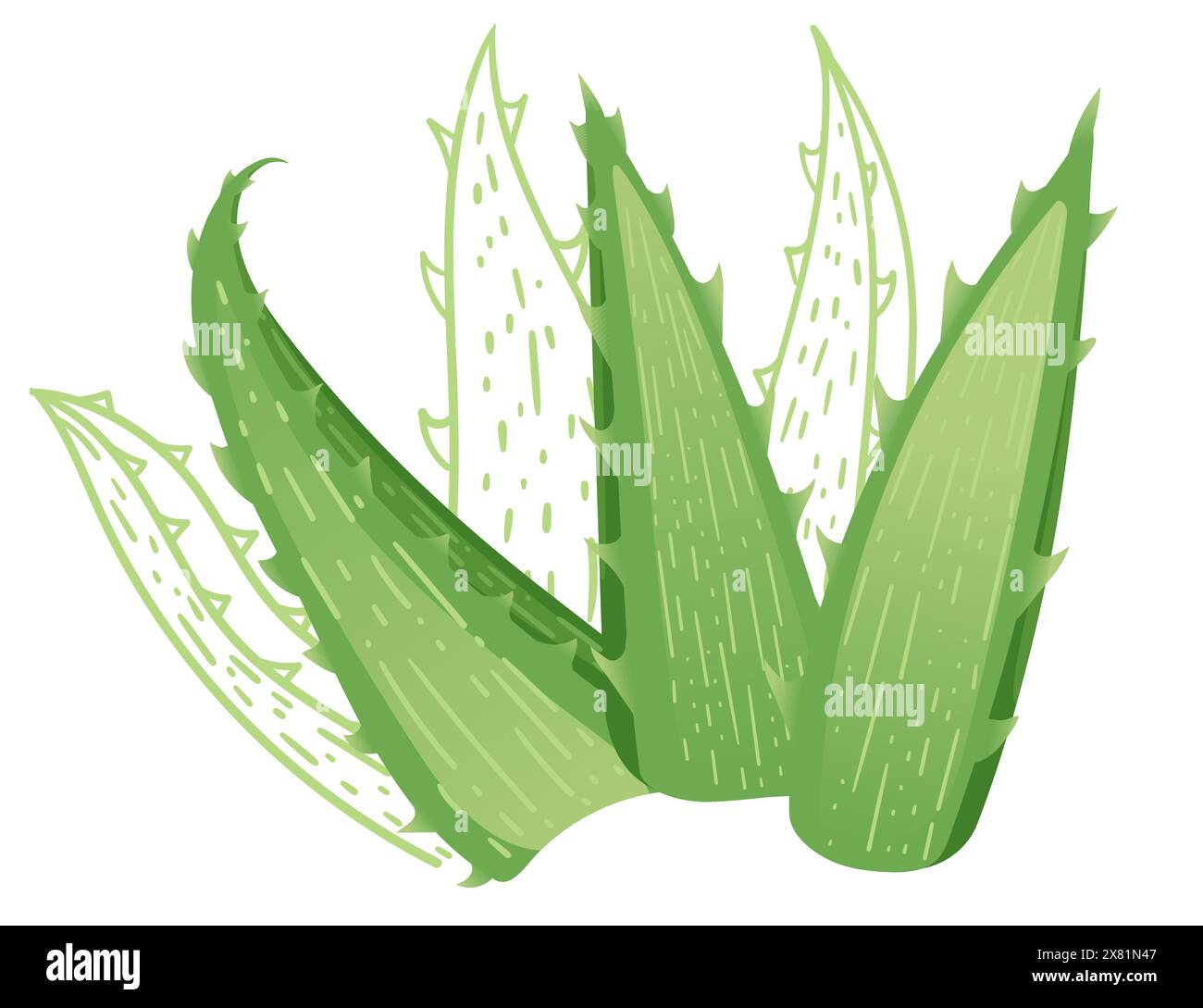 Aloe vera plant vector illustration isolated on white background Stock ...