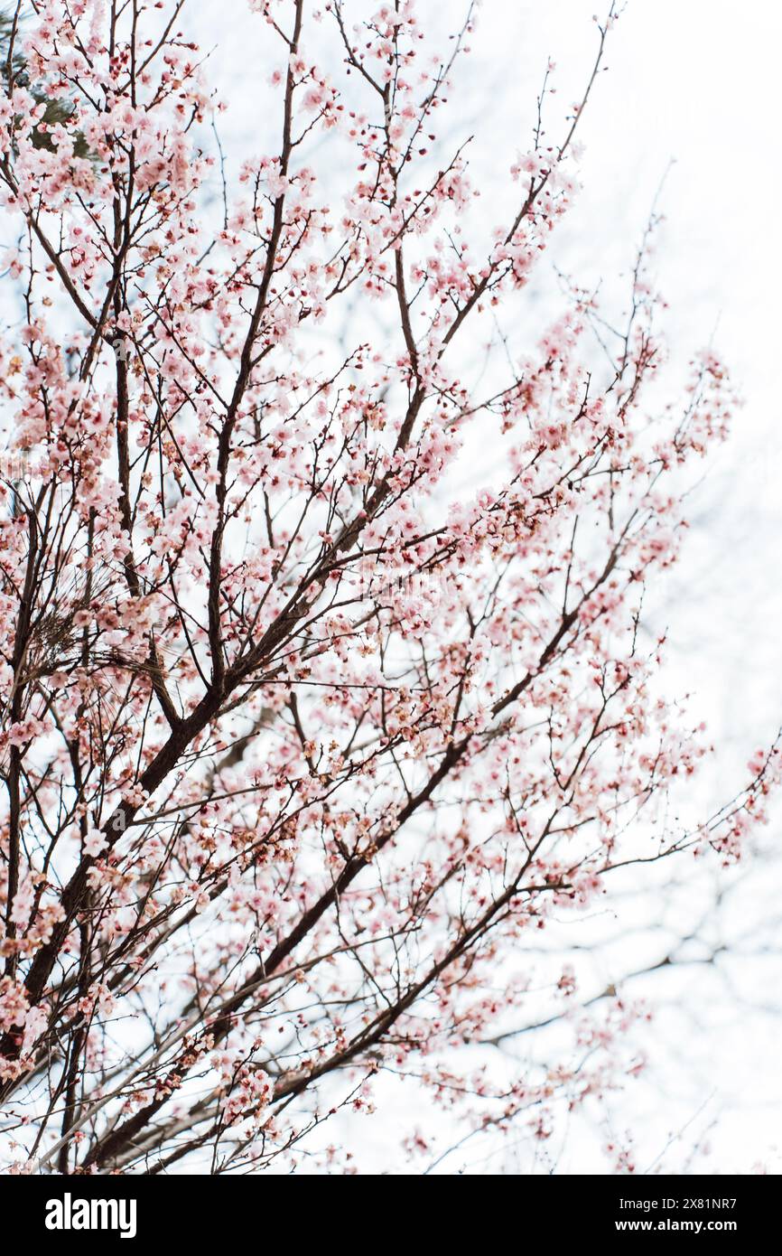 View of a huge tree blooming with pink flowers in spring in the park ...