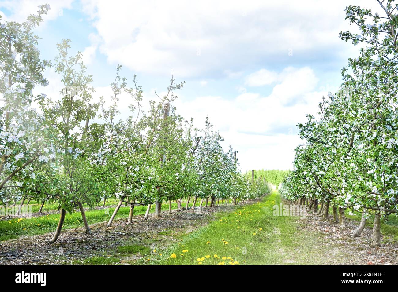 Blossoming Apple orchard. Apple trees in row in farm in spring time ...