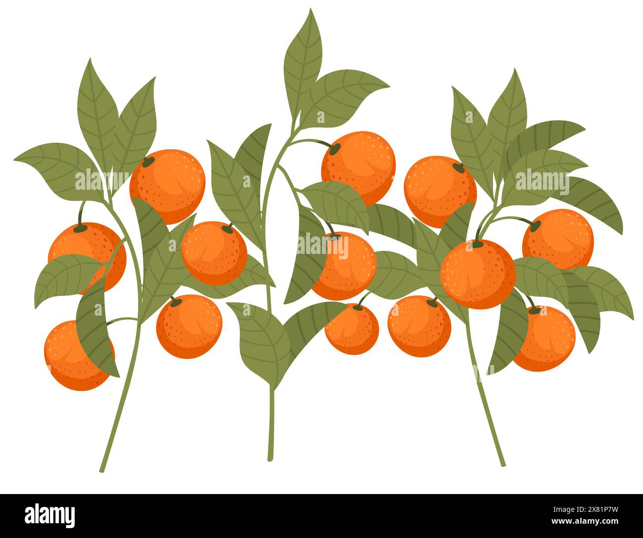 Tasty tropic mandarin orange fruit citrus family with leaves vector ...