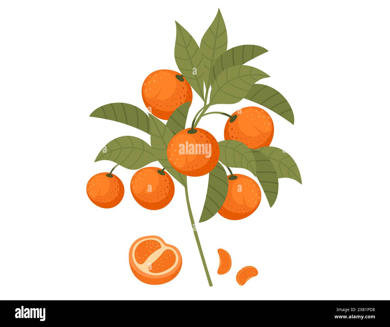 Tasty tropic mandarin orange fruit citrus family with leaves vector ...