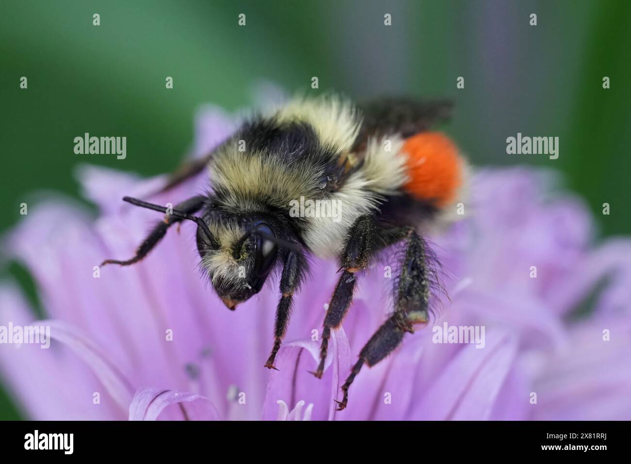 Detailed closeup on a colorful Black-tailed Bumble Bee , Bombus ...