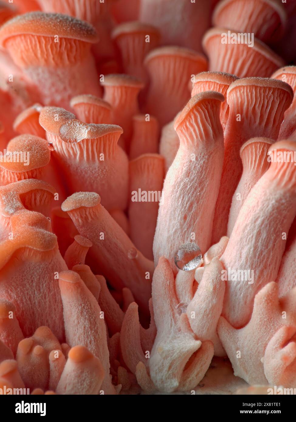 A macro studio photo of small pink oyster mushrooms in their early ...