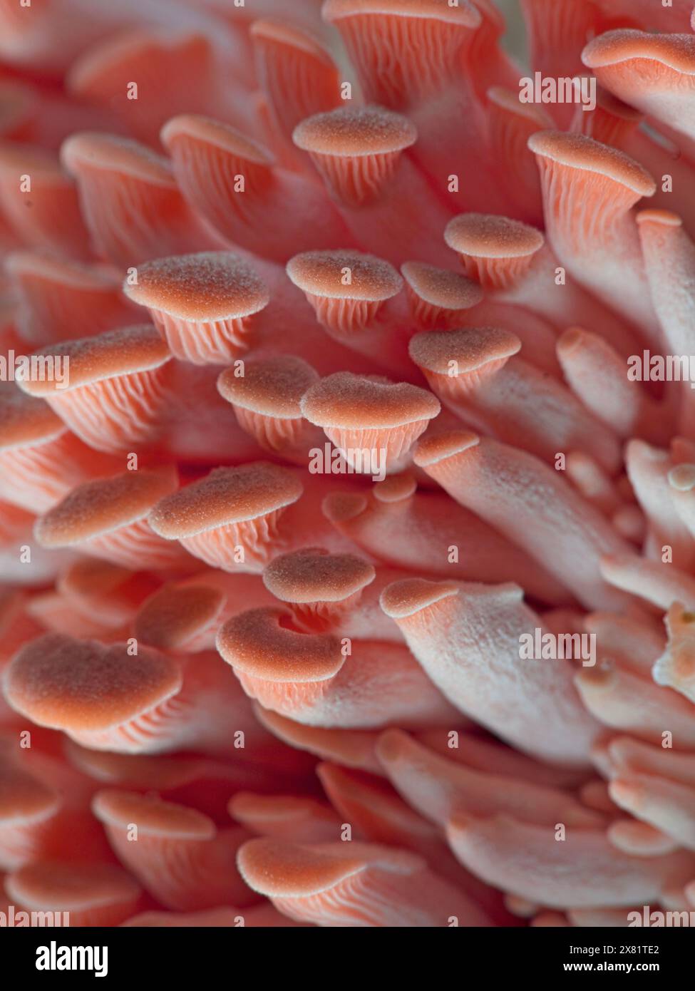 A macro studio photo of small pink oyster mushrooms in their early ...