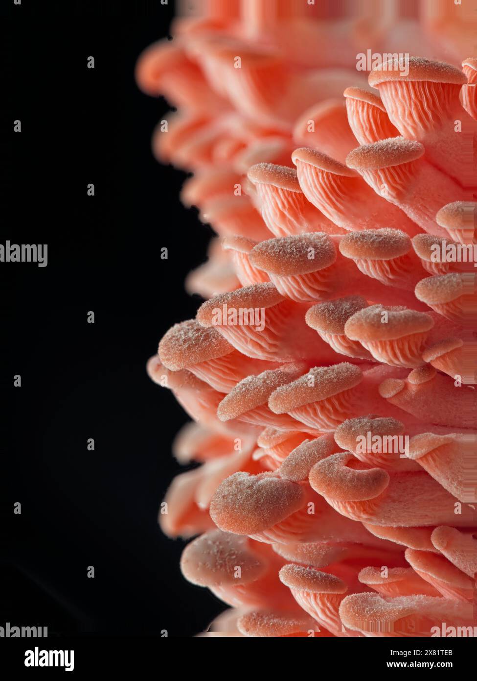 A macro studio photo of small pink oyster mushrooms in their early ...