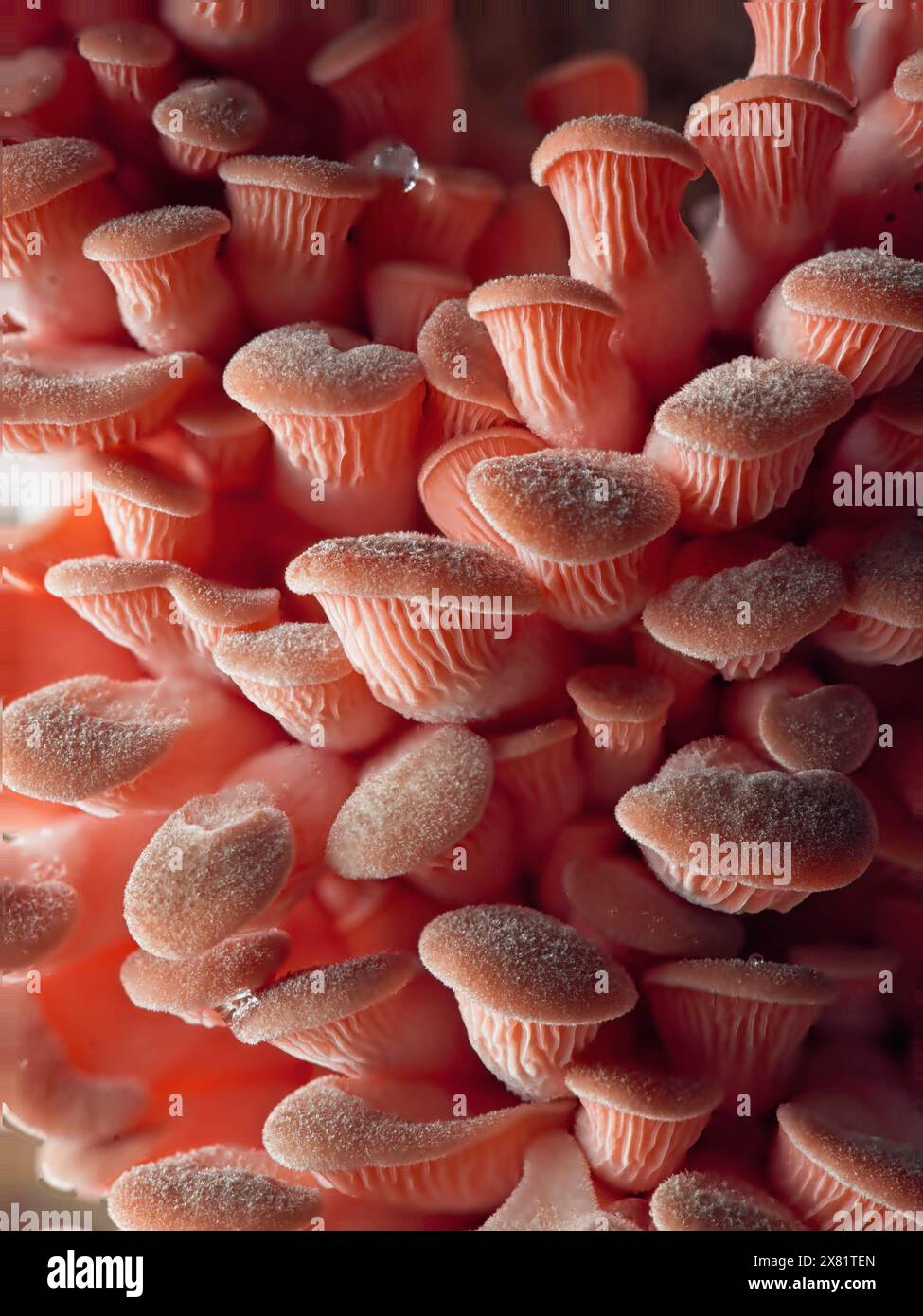 A macro studio photo of small pink oyster mushrooms in their early ...