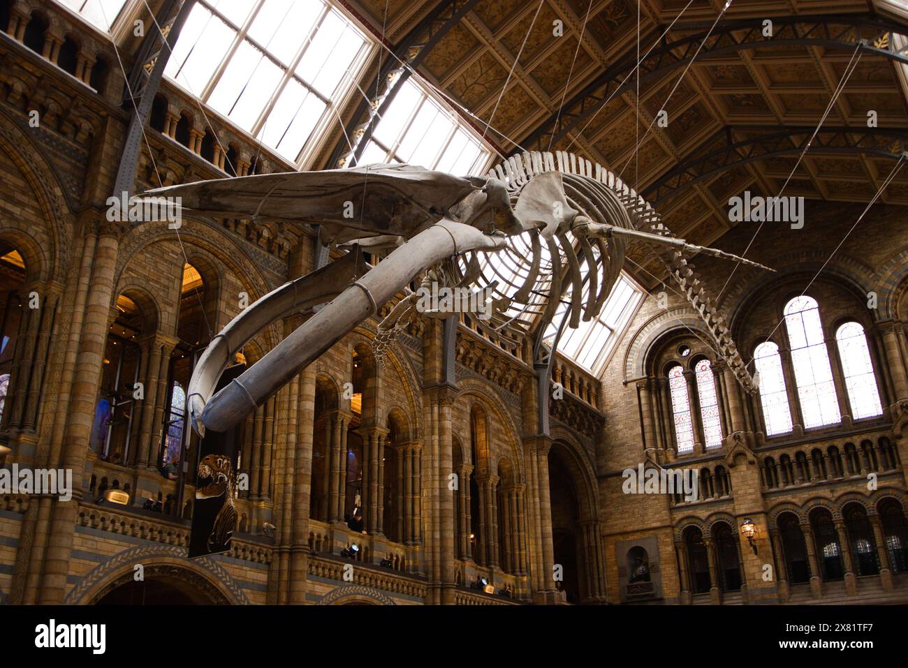 The majestic skeleton of a whale on display at the Natural History ...