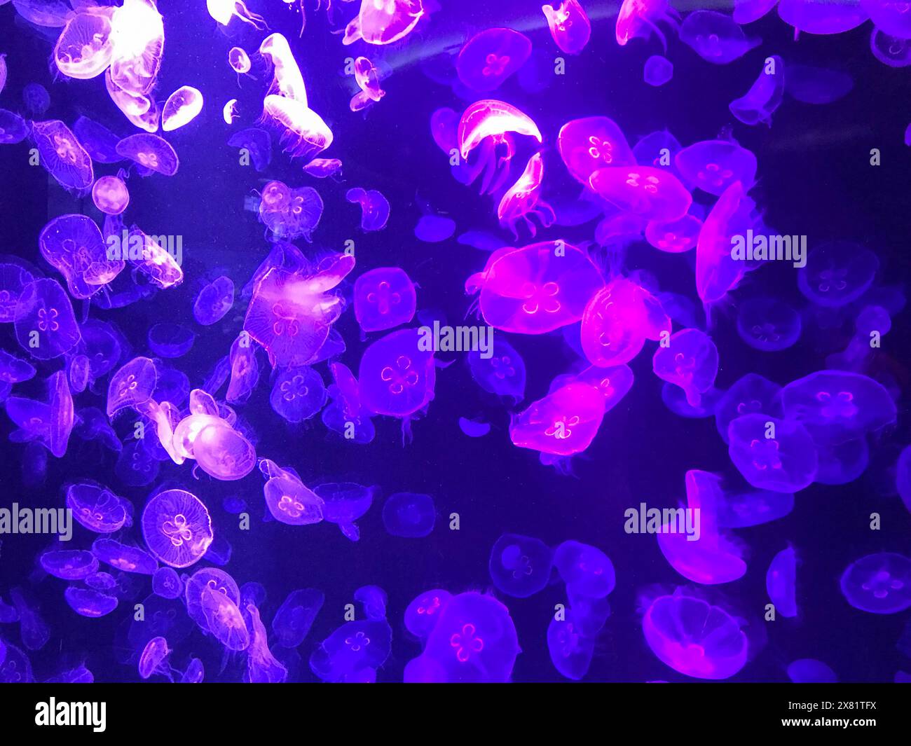 Beautiful colorful poisonous box jellyfish, Jellyfish in aquarium with ...