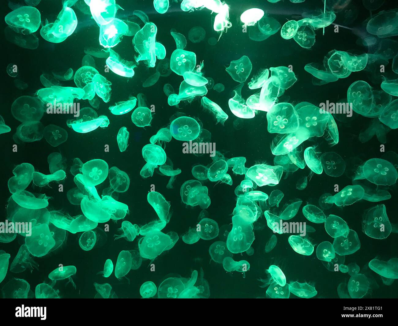 Beautiful colorful poisonous box jellyfish, Jellyfish in aquarium with ...