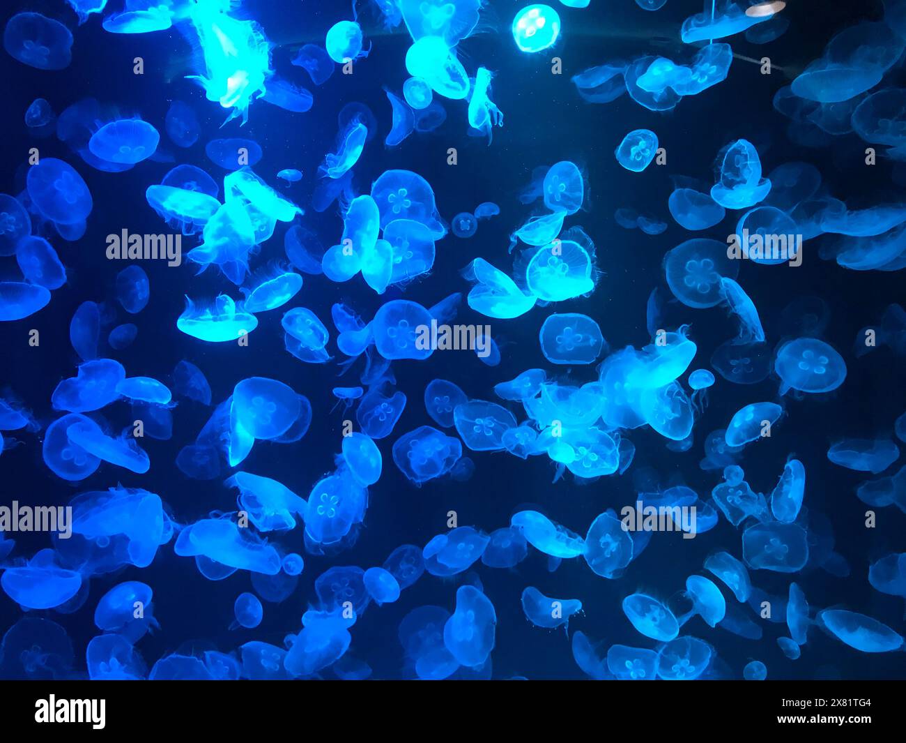 Beautiful colorful poisonous box jellyfish, Jellyfish in aquarium with ...