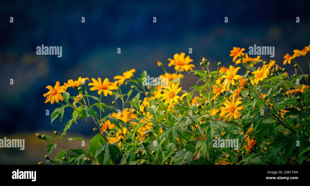 Mexican sunflower ( Tung Bua Tong flower) on blue sky at daytime in Mae ...