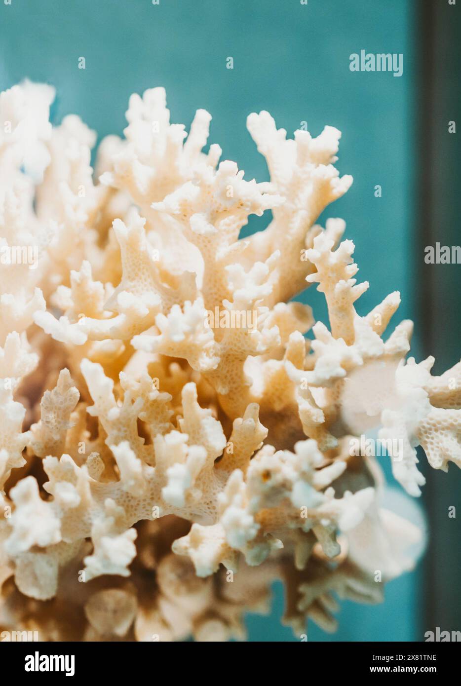 Complex shape white sea coral background. White coral close up Stock ...