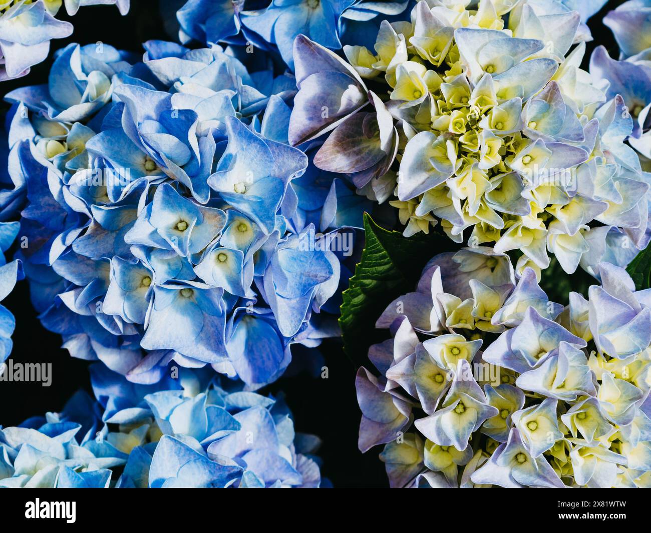 Beautiful blue hydrangea flowers in the garden that bloom in early summer background. Top view ...