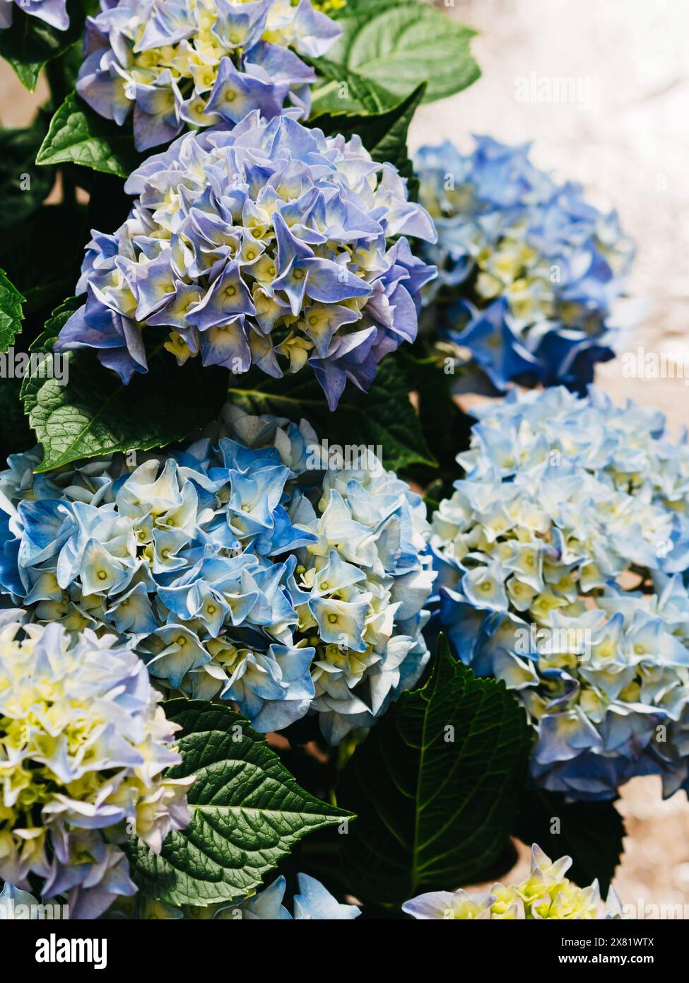 Beautiful blue hydrangea flowers in the garden that bloom in early ...