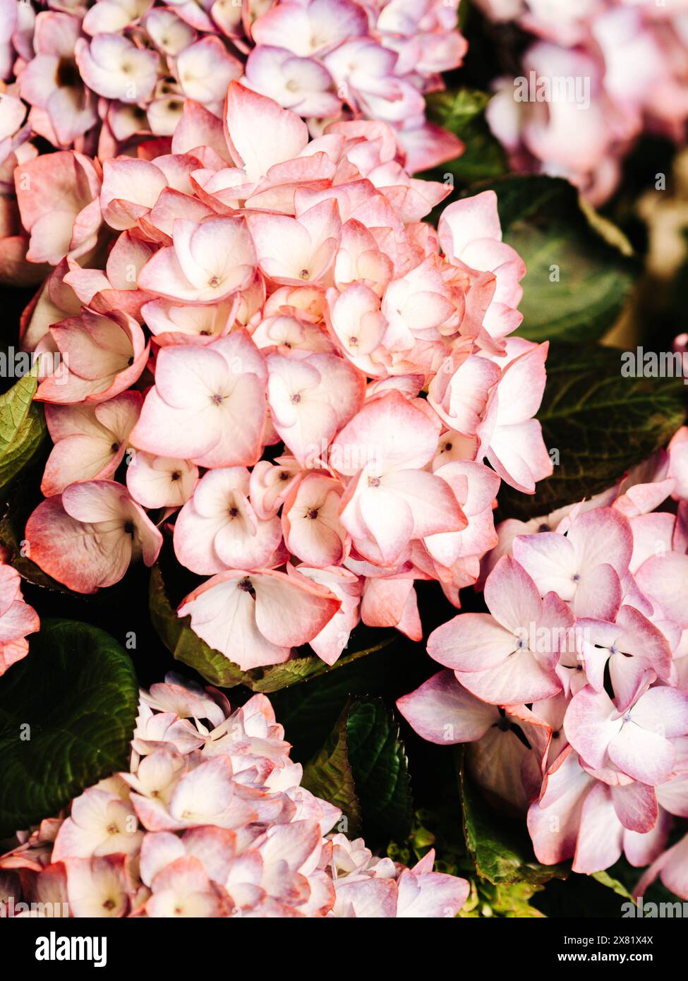 Beautiful pink white hydrangea flowers in the garden that bloom in early summer background. Top ...