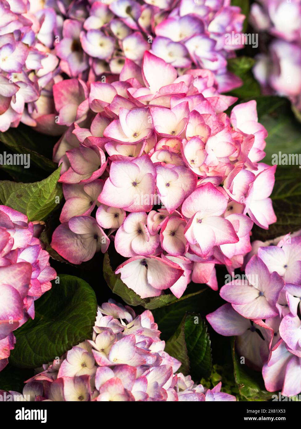 Beautiful pink white hydrangea flowers in the garden that bloom in early summer background. Top ...