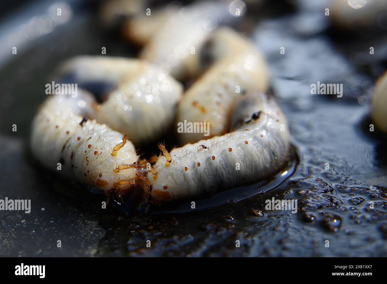 Chockchafer white grub melolontha hi-res stock photography and images ...