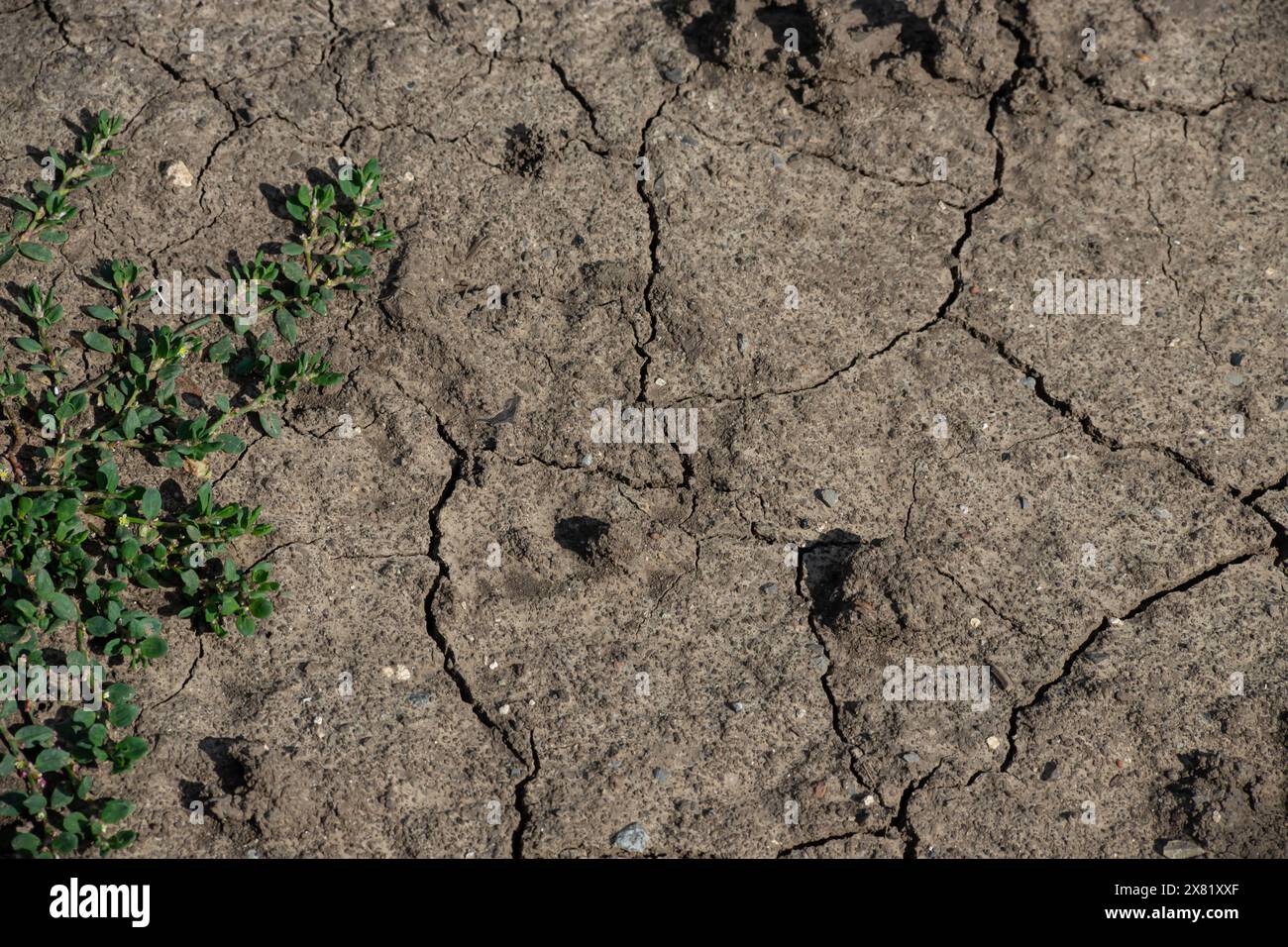 Earth ground texture hi-res stock photography and images - Alamy