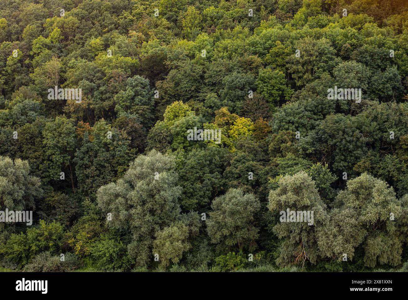 Aerial view Rubber tree forest, Top view of rubber tree and leaf ... Aerial view Rubber tree forest, Top view of rubber tree and leaf ...