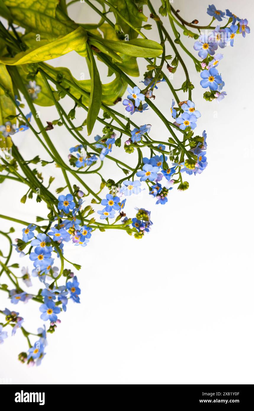 Spring is coming - bunch of forget-me-nots over white background Stock ...