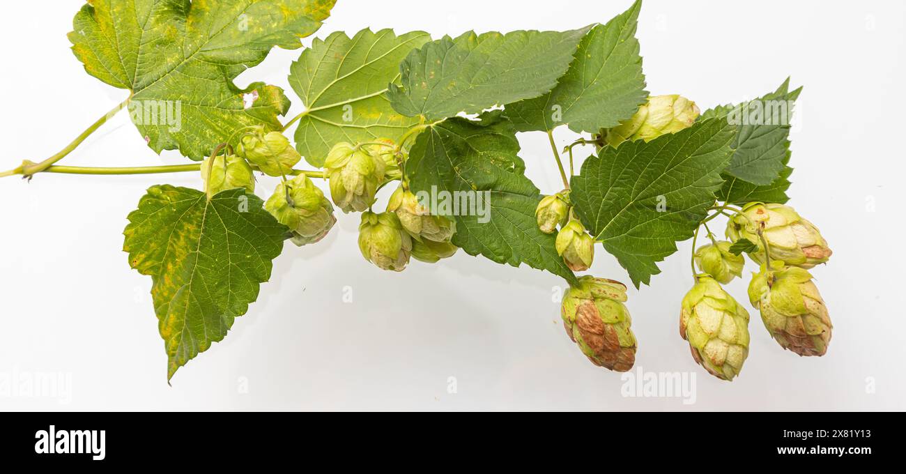Close up view of single hop cone with leaf. Isolated on white Stock ...