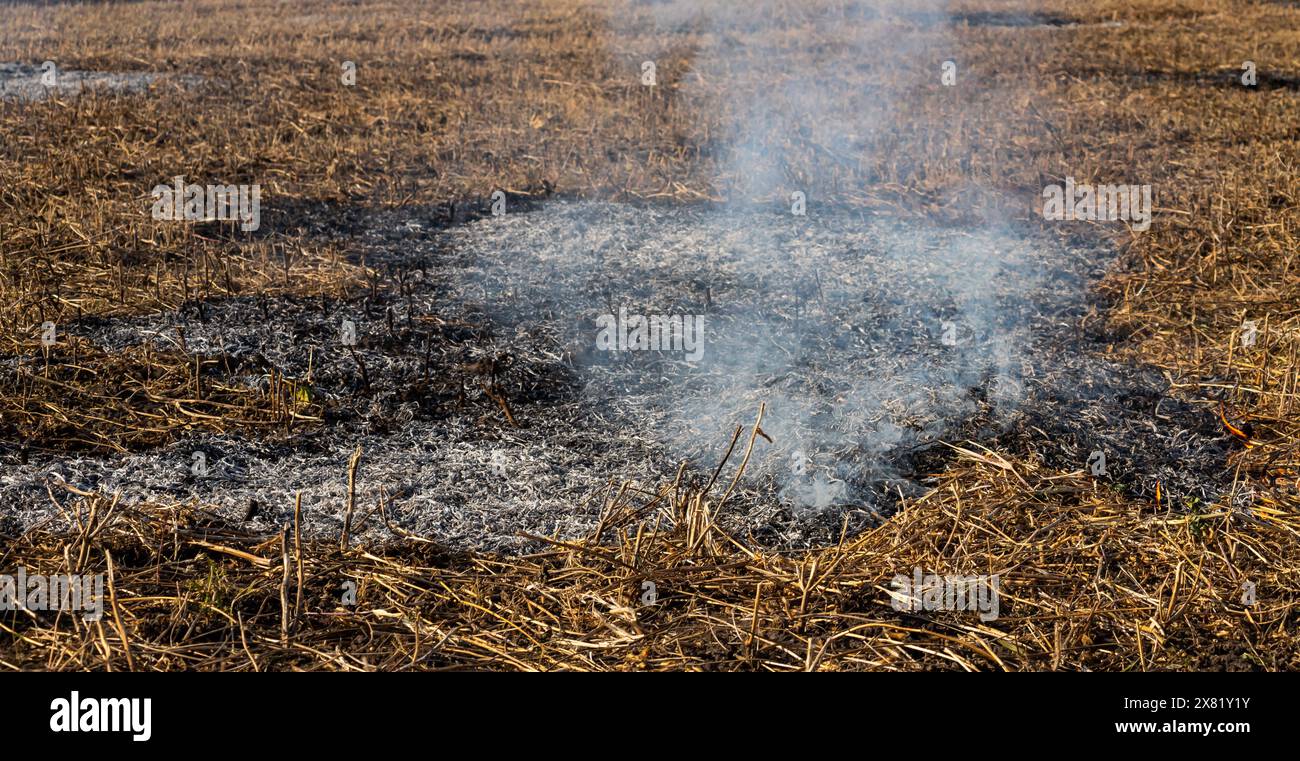 Close-up background of fire is rising from burning straw to black ash ...