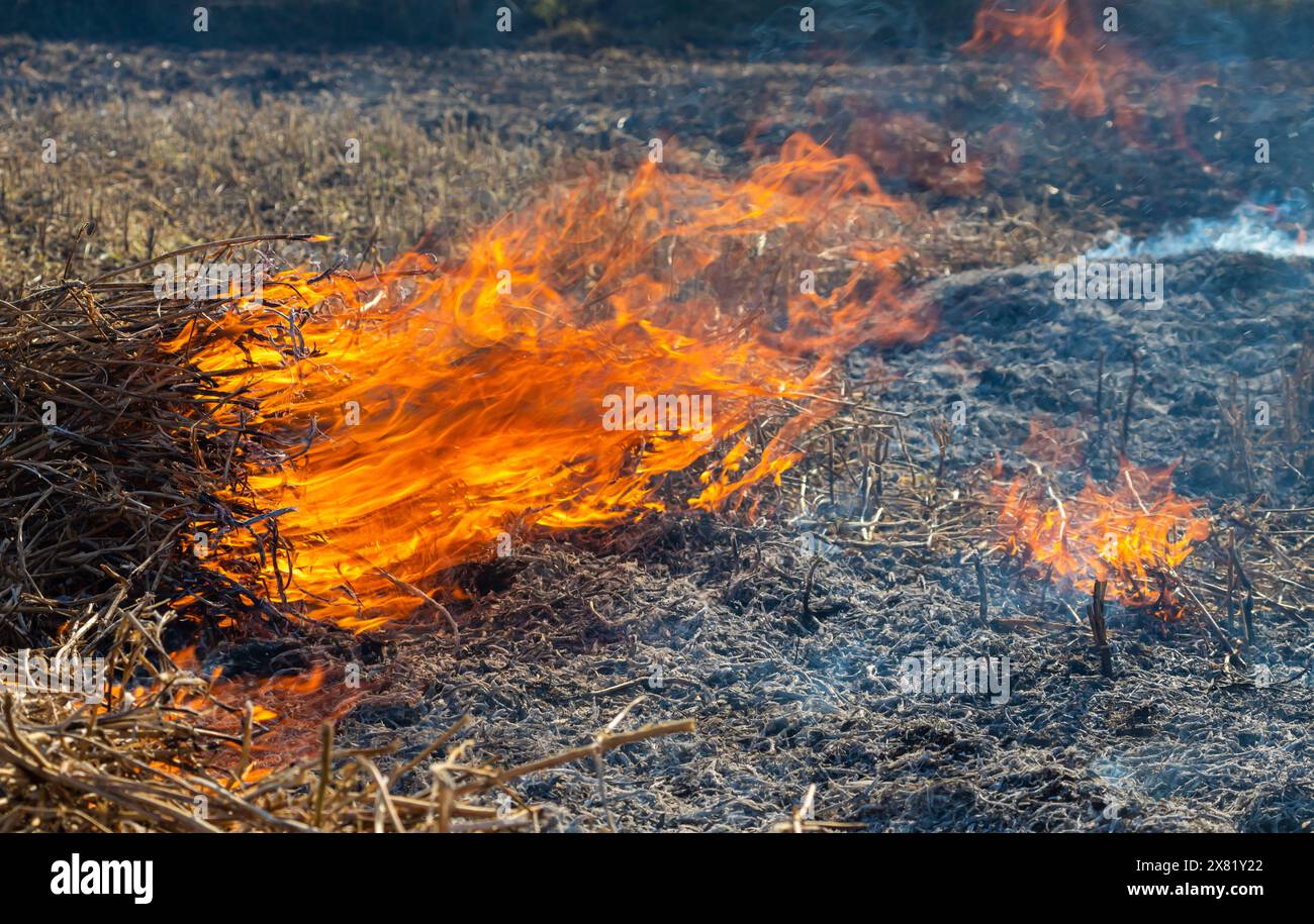 Close-up background of fire is rising from burning straw to black ash ...