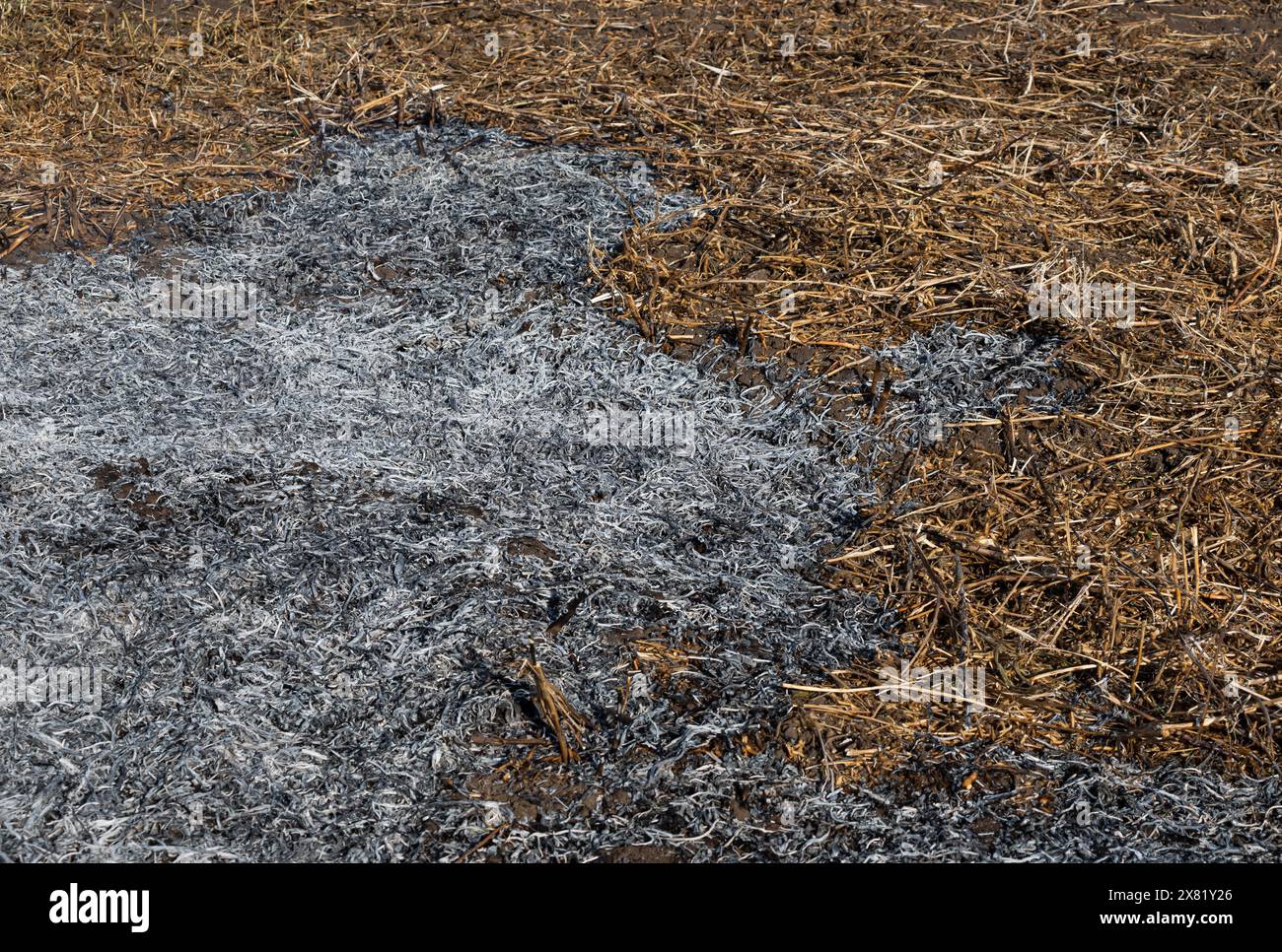 Close-up background of fire is rising from burning straw to black ash ...