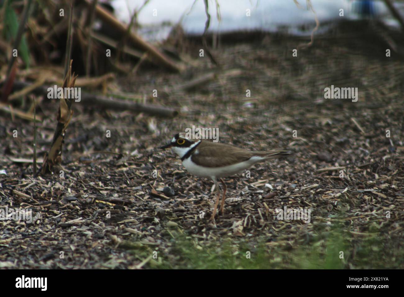 Little ringed plover bird in natural habitat. Portrait of Little ringed ...