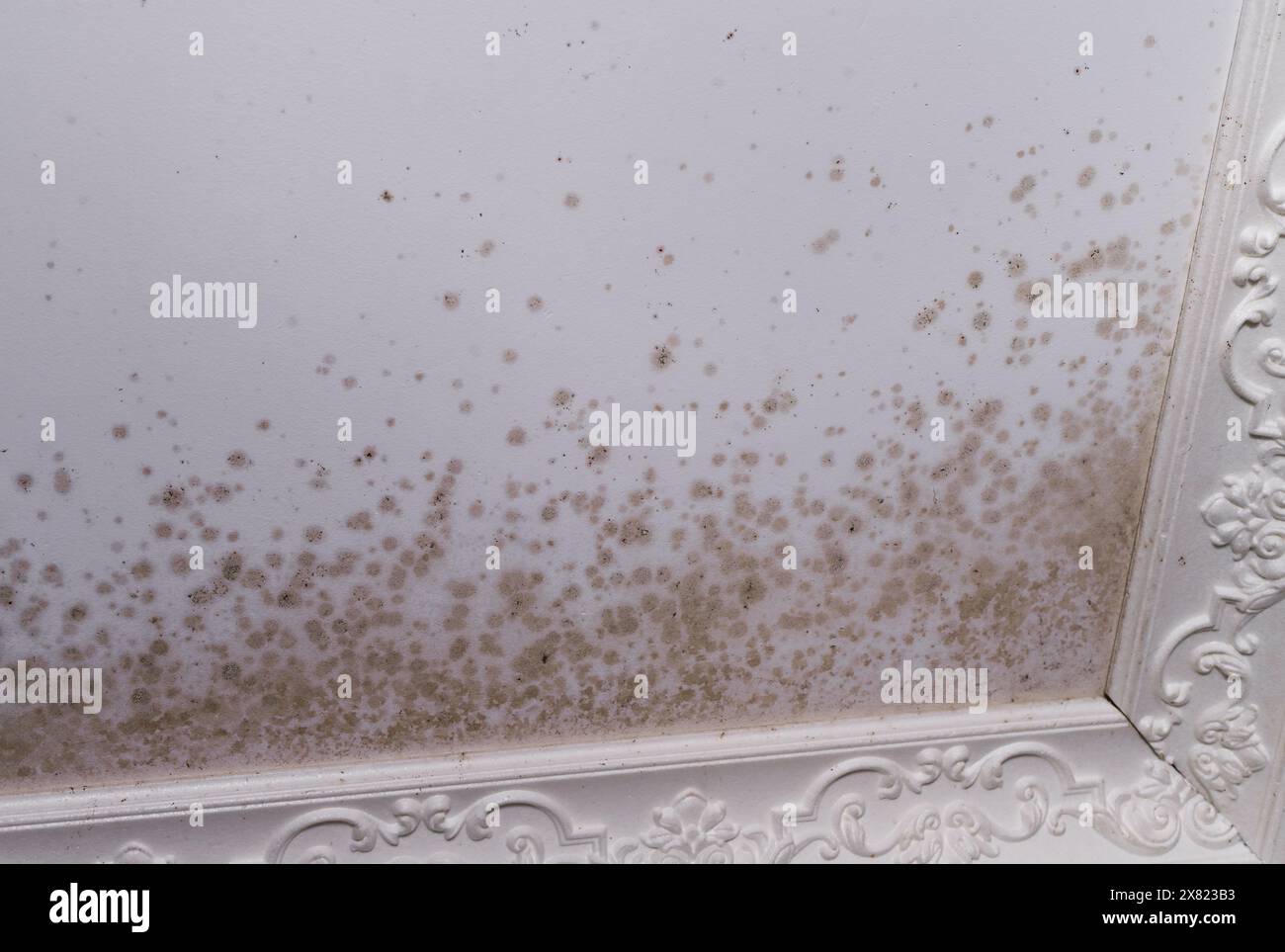 mold, fungus on the ceiling at high humidity Stock Photo - Alamy