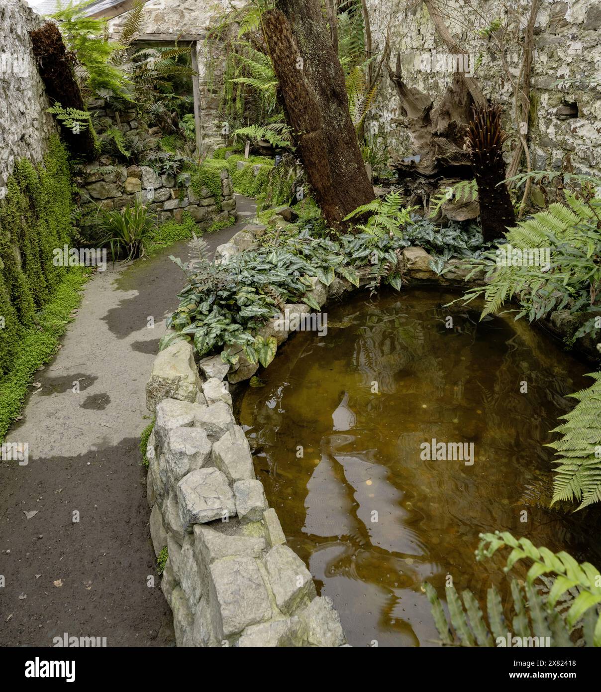 Picton castle fernery hi-res stock photography and images - Alamy