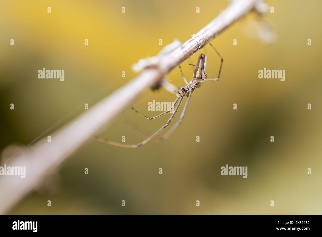 Long Jawed Spider (Tetragnatha Extensa)/Long-Jawed Orb Weaver Spider ...
