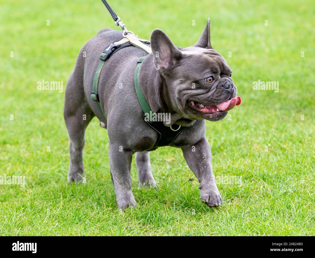 Panting canine hi-res stock photography and images - Alamy