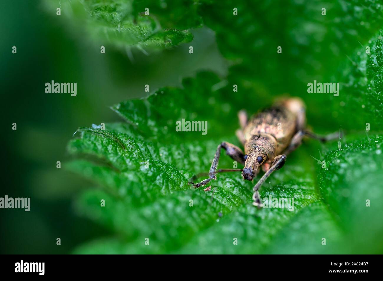 Macro wildlife detail hi-res stock photography and images - Alamy