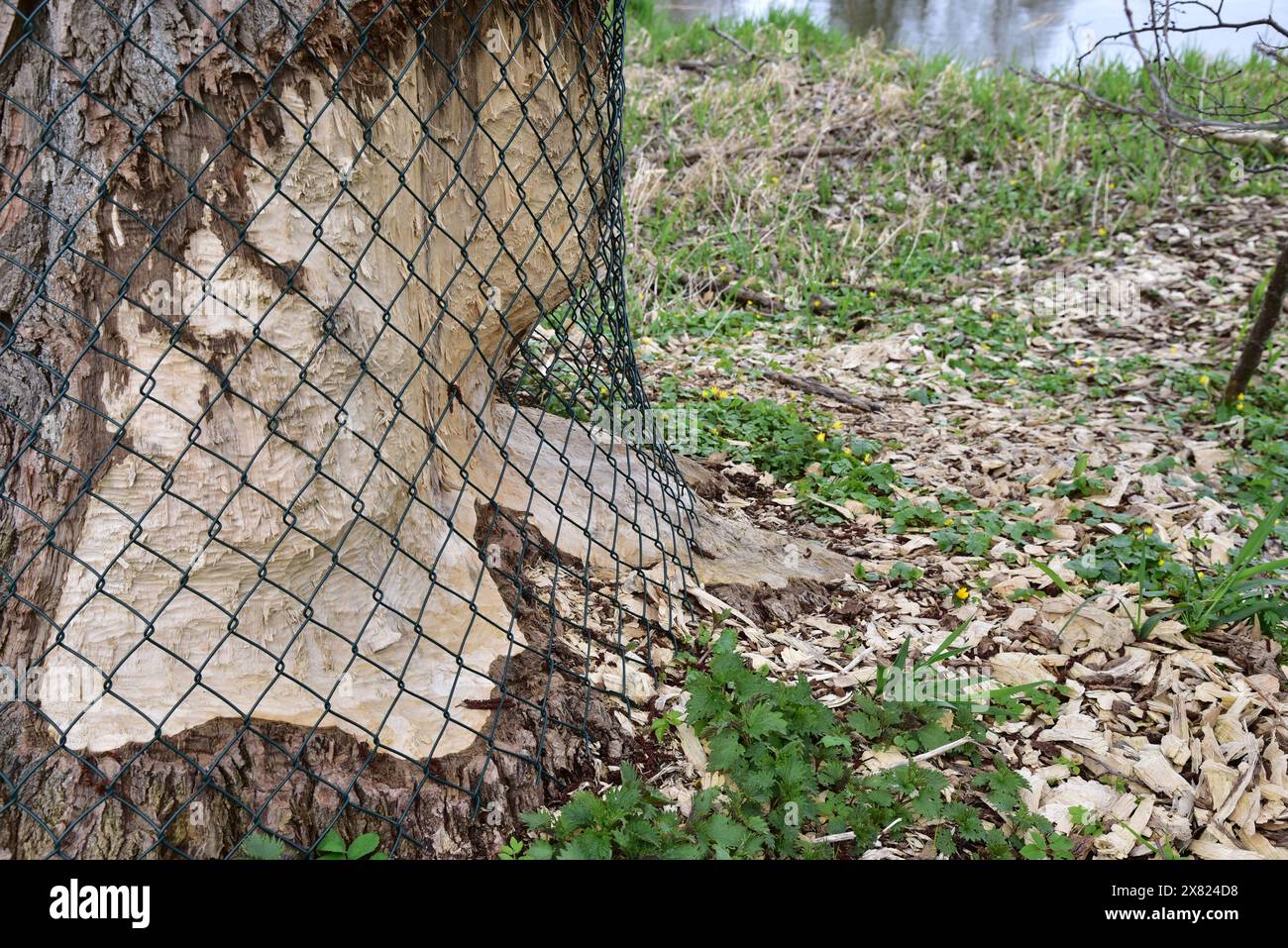 Protective wire mesh fence against beavers on a papel, Bavaria, Germany ...