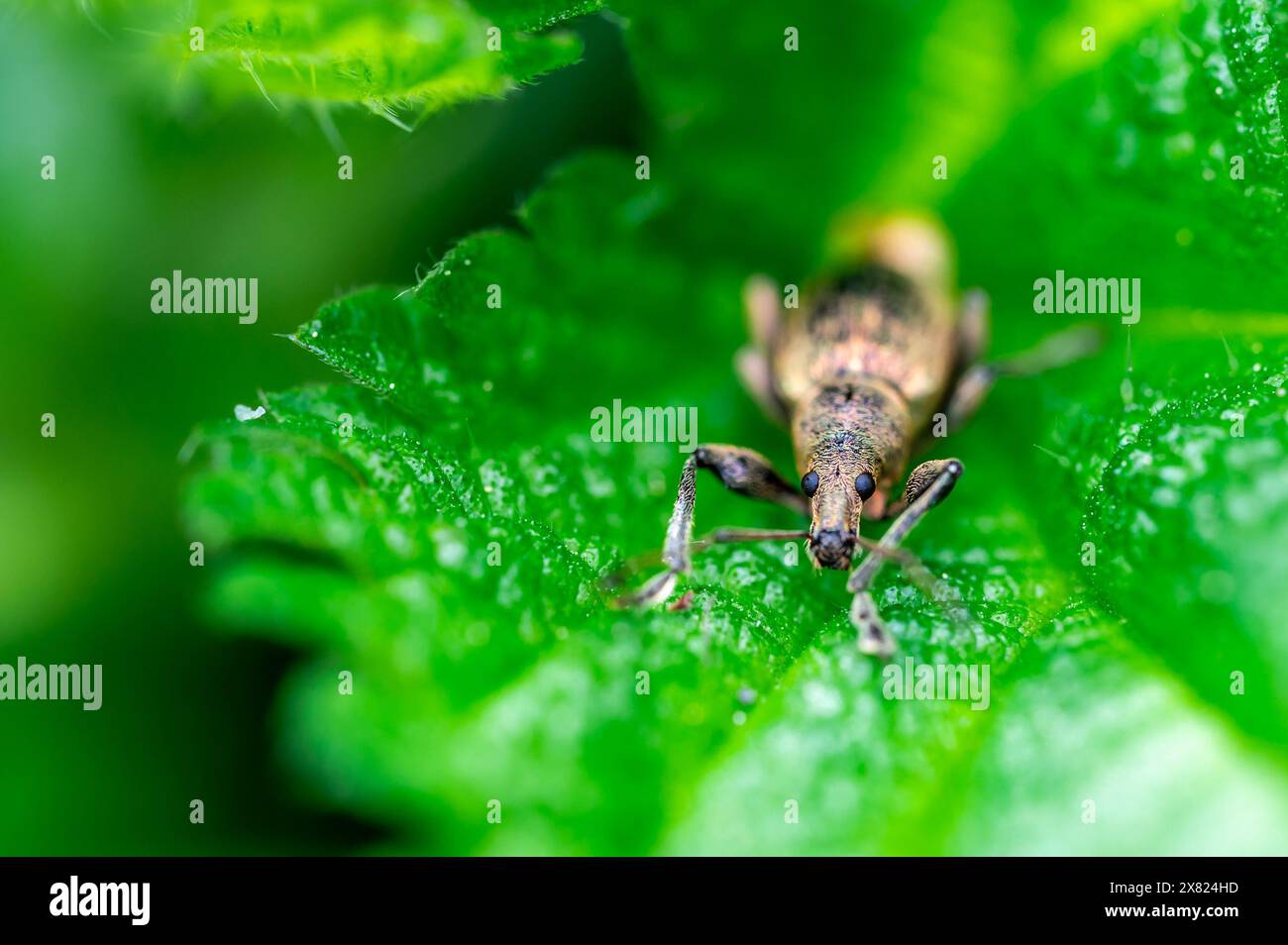 Macro wildlife detail hi-res stock photography and images - Alamy