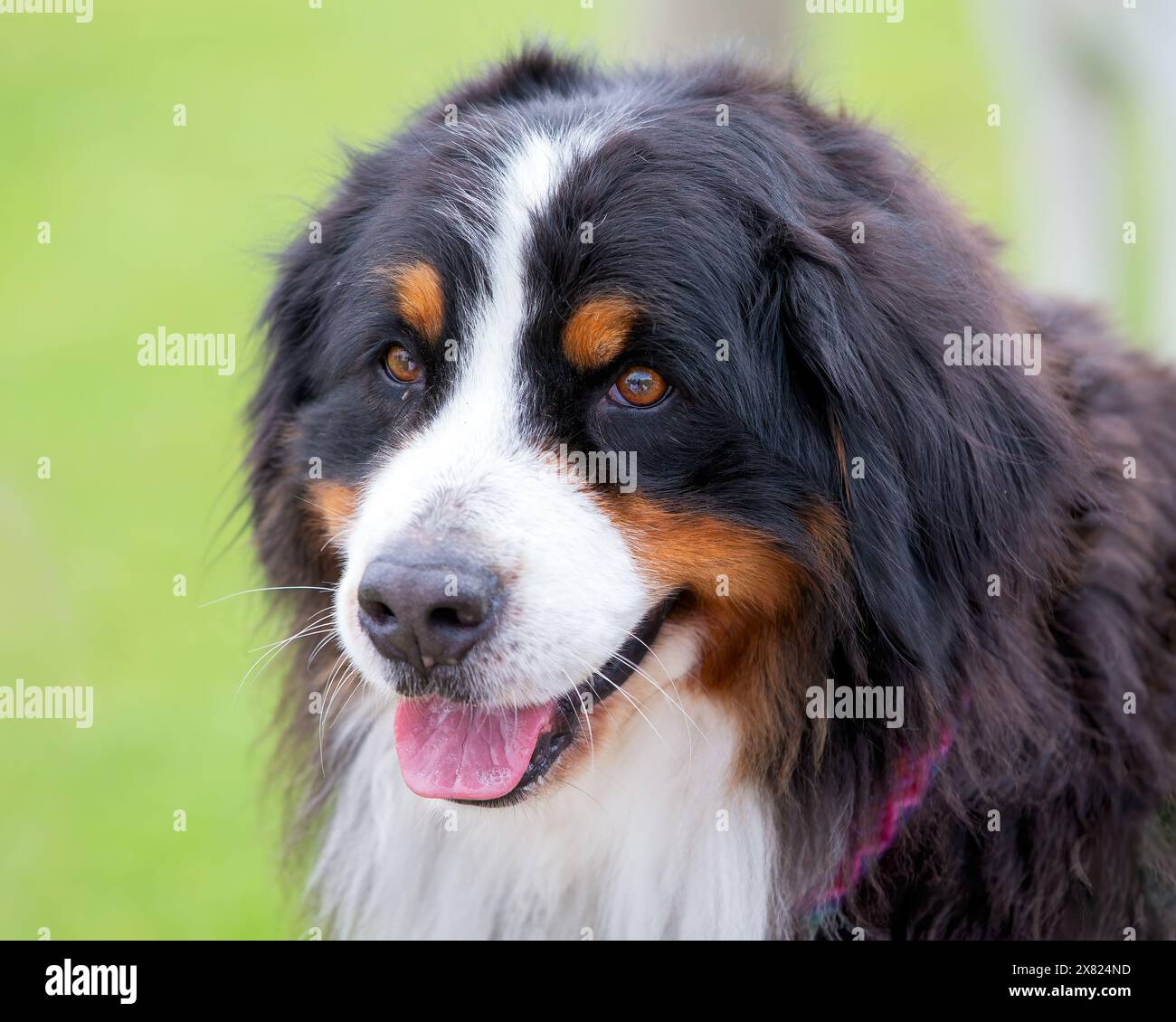 Big dog of bernese mountain dog hi-res stock photography and images - Alamy