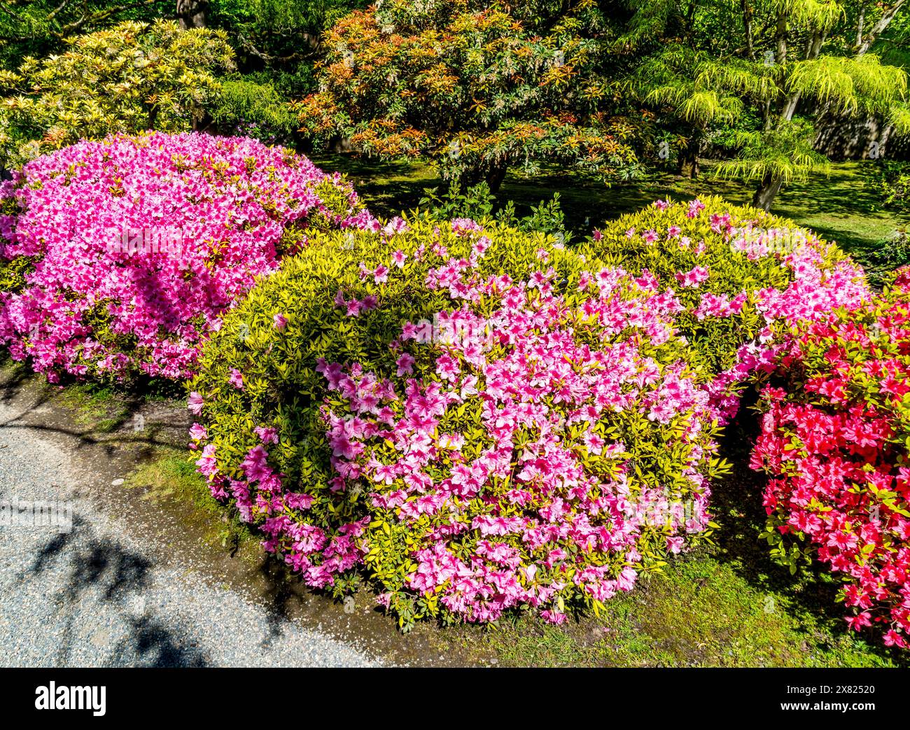 Flowers in bloom at a Japanese garden in Seattle, Washington Stock ...