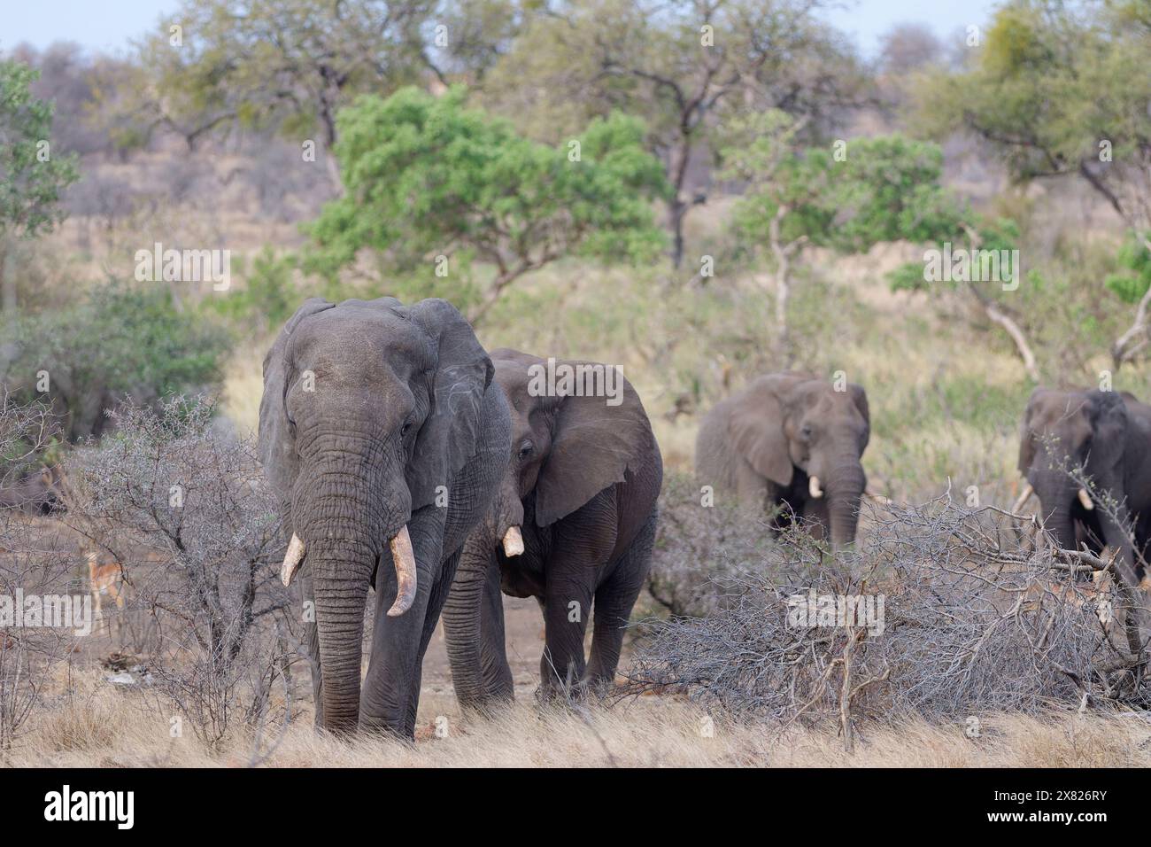 African bush elephants (Loxodonta africana), herd of adult male ...