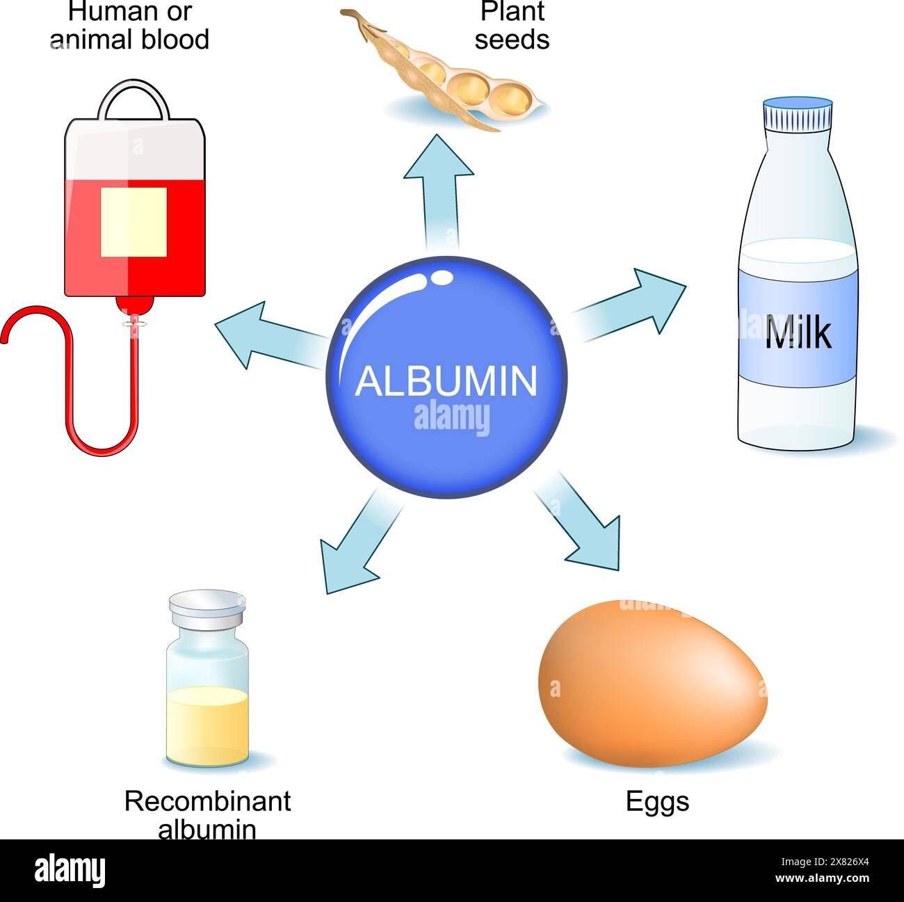 Types of albumin. Blood plasma protein. Therapeutic uses of albumin ...