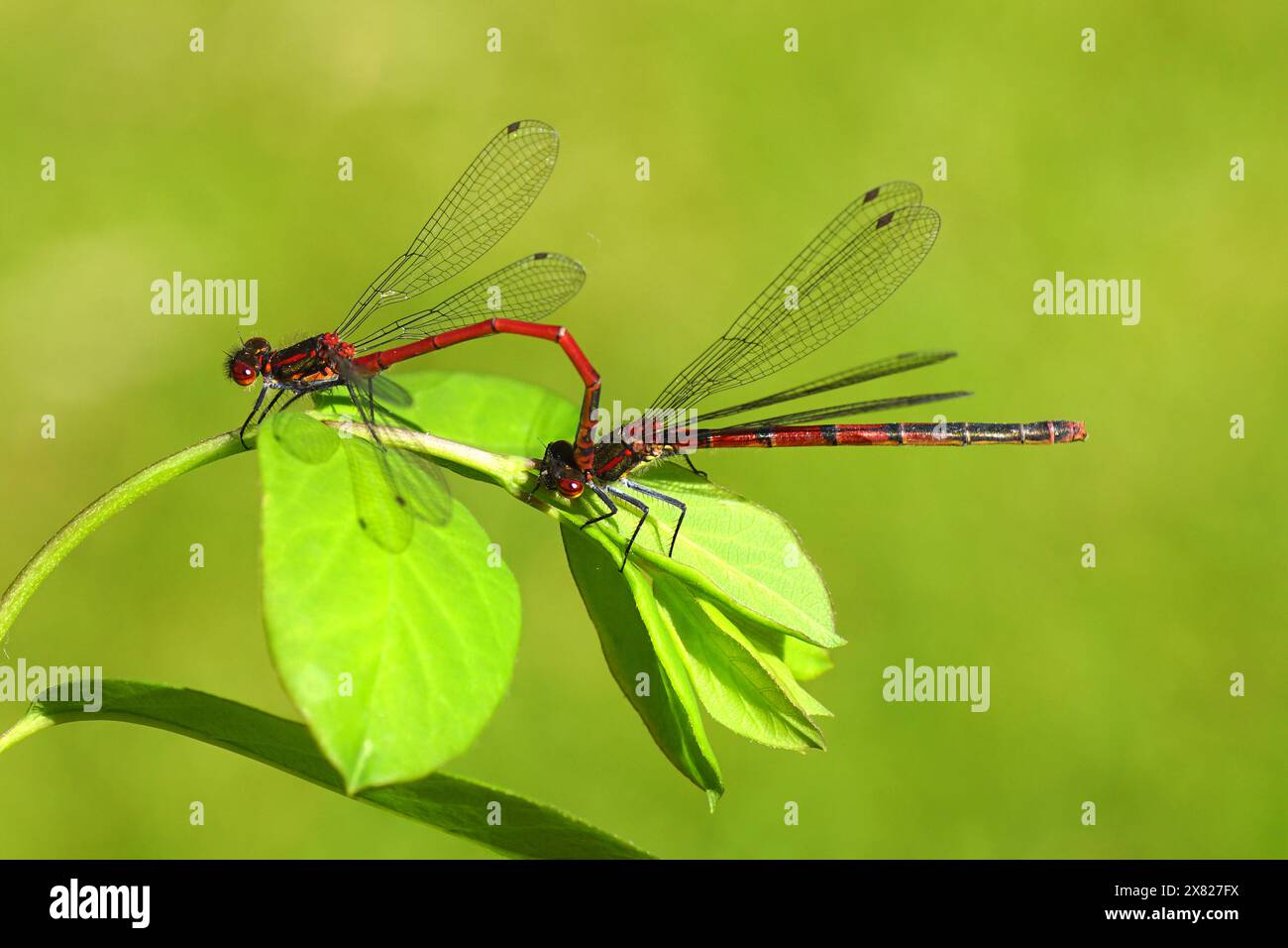 Male and female Large red damselfly (Pyrrhosoma nymphula), family ...