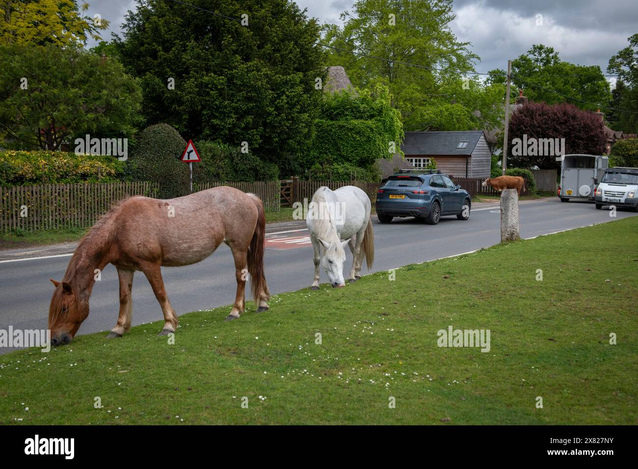 Horses and ponies walking through the village in the New Forest in ...